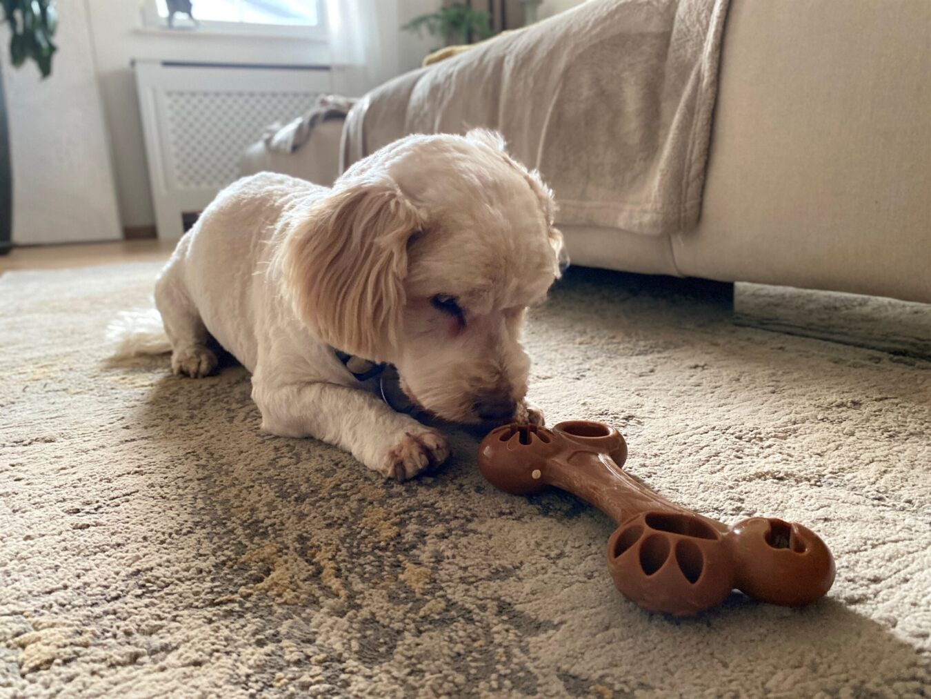 BioSTARCHew Chewing Bones for Pet Owners Committed to Health and ...